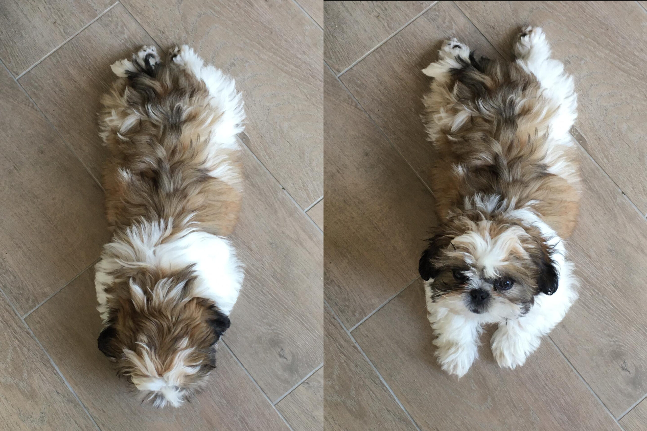 Gewoon leuk – Dierenarts Dhont